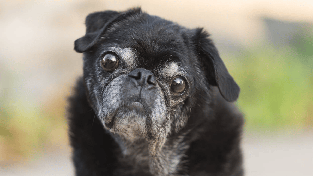 That '7 dog years' rule is a lie. Here's the real truth about your pet ...