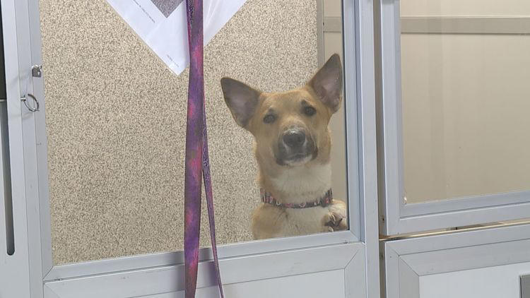 Lancaster Pet Pantry's new building gets tails wagging