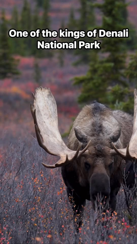 Massive bull moose spotted roaming through Alaska