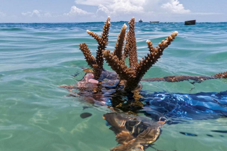Colombian ex-fisherman swaps trade for saving Caribbean coral