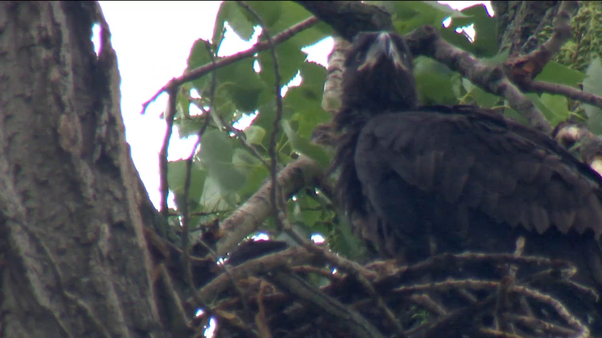White Rock Lake serving as proving ground for young eagles