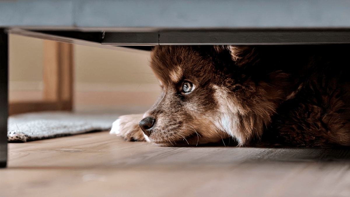 10 stress signals your dog shows when you leave, according to veterinarians
