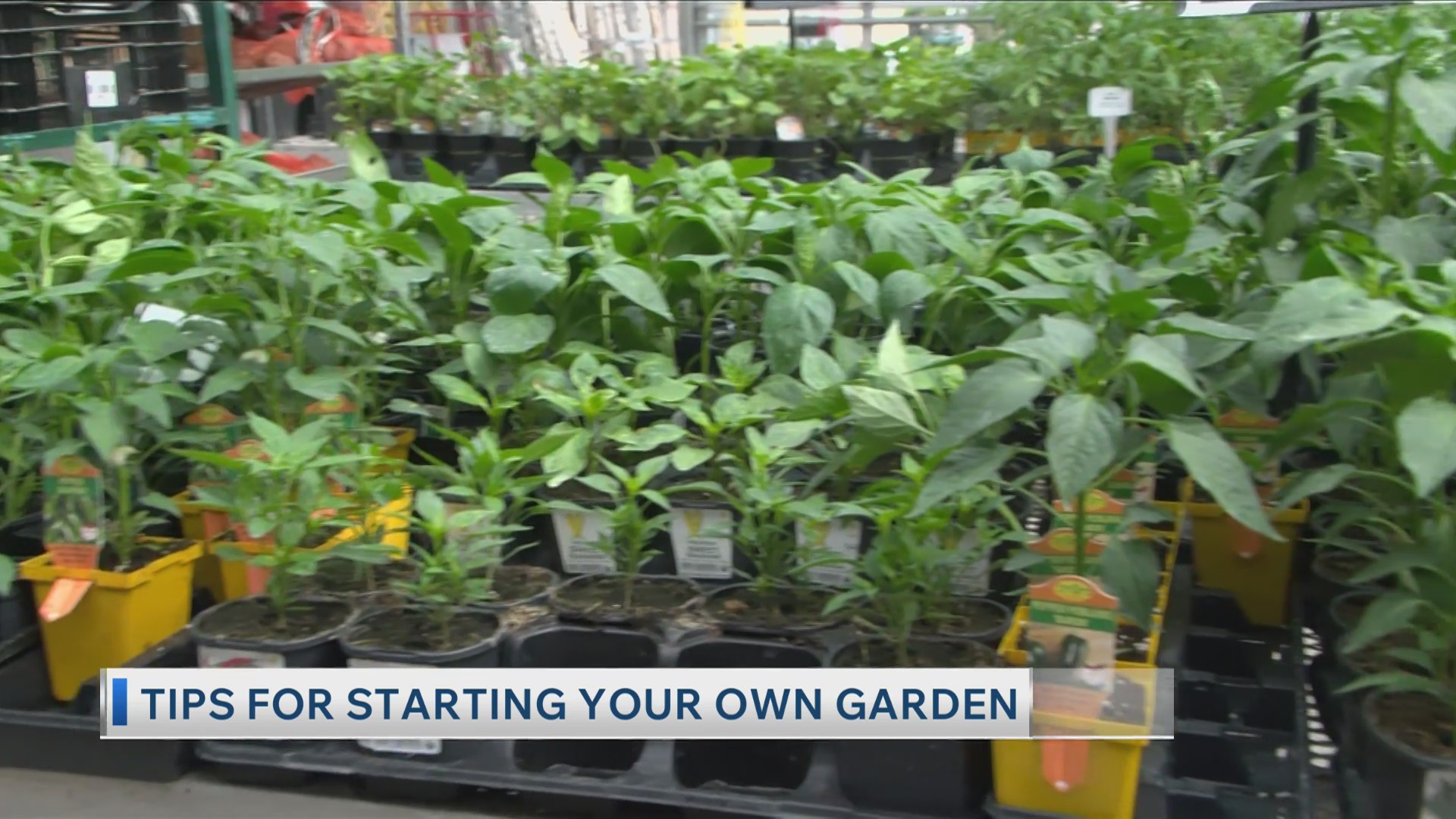 Tips for starting your own garden