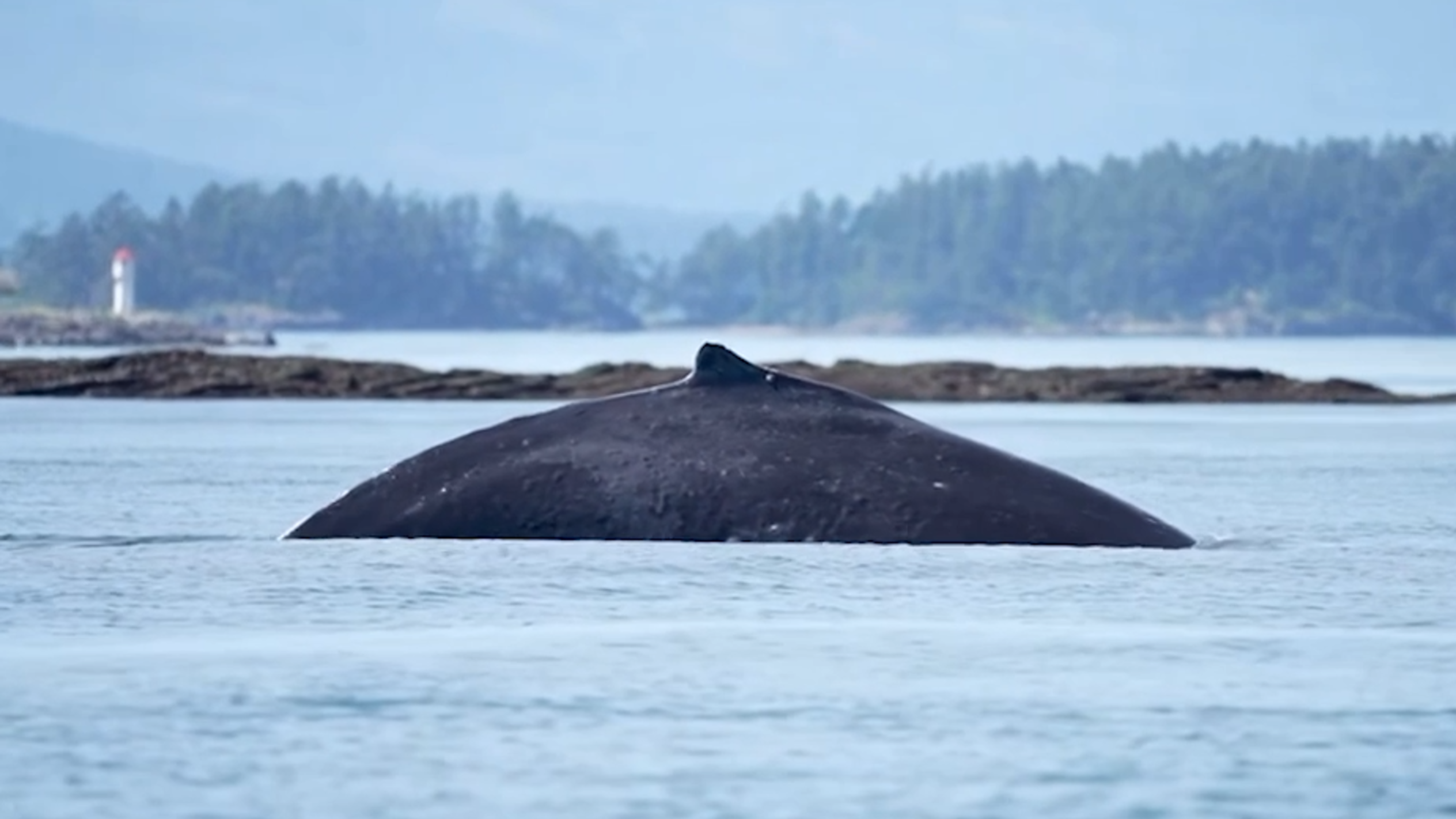 Big Mama returns to the Salish Sea (video)