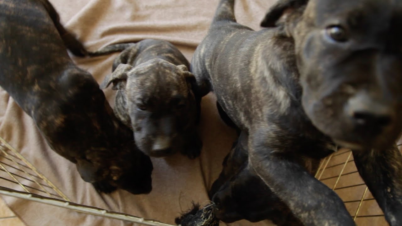 All about living with Presa Canario
