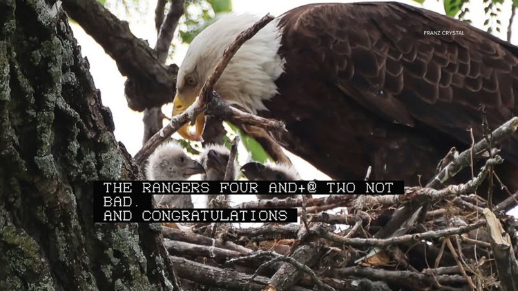 Dallas asks visitors to keep distance as White Rock Lake eaglets learn ...