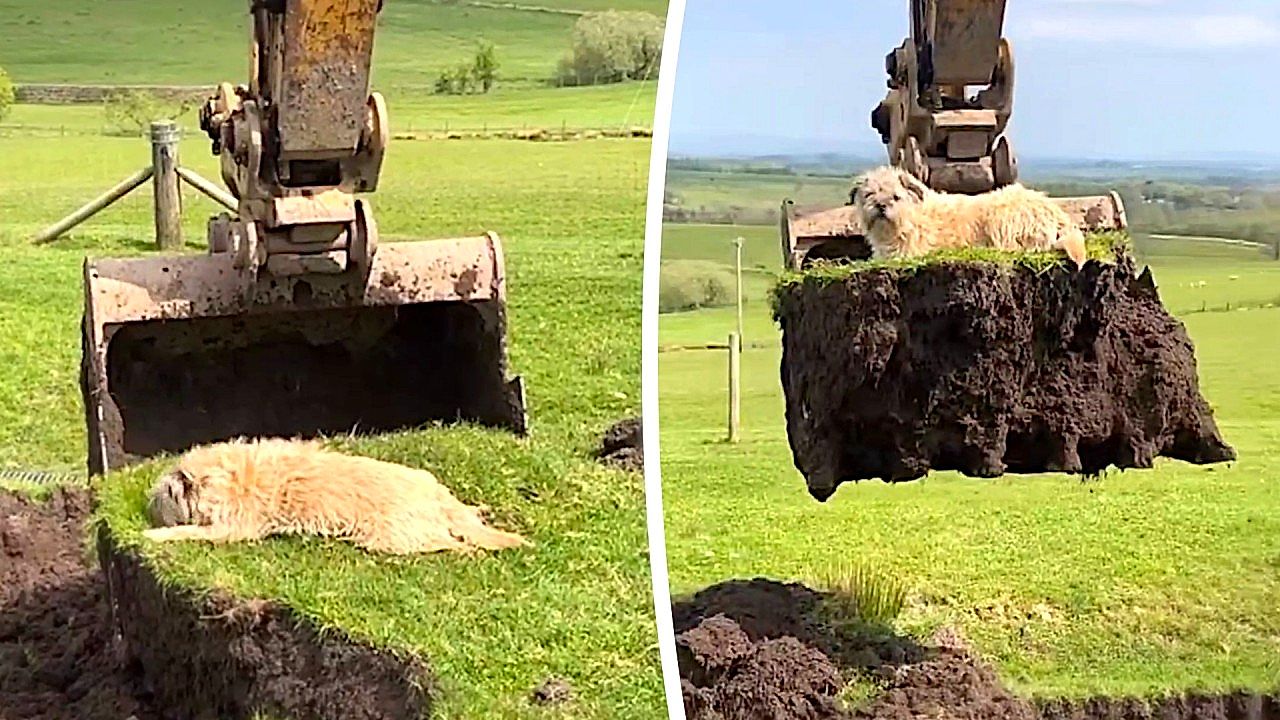 Dog stays unusually calm as heavy machinery lifts resting spot