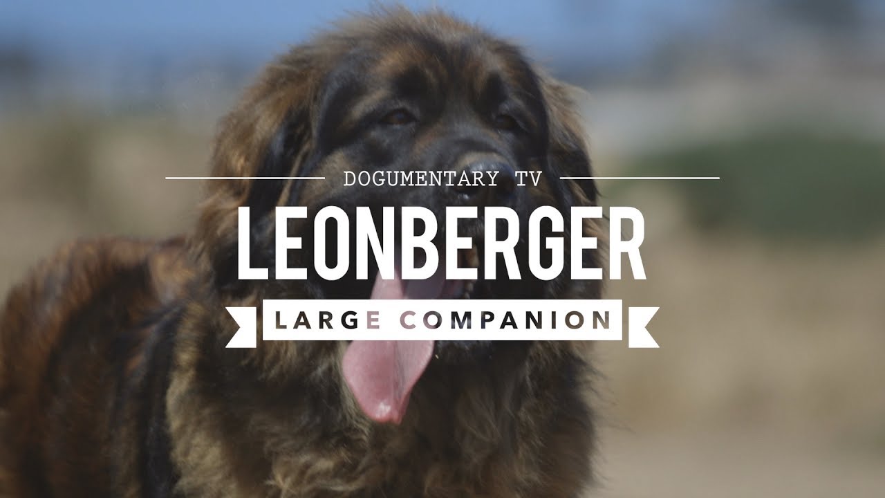 All about Leonberger, the lion dog