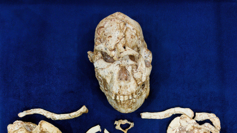 Scientists have one big question after reconstructing a 3.7 million ...
