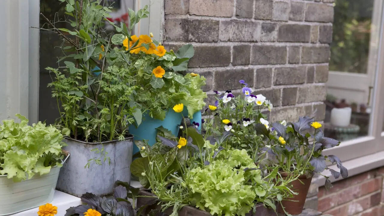 Container gardening UK: 7 best vegetables to grow in pots at home (and ...