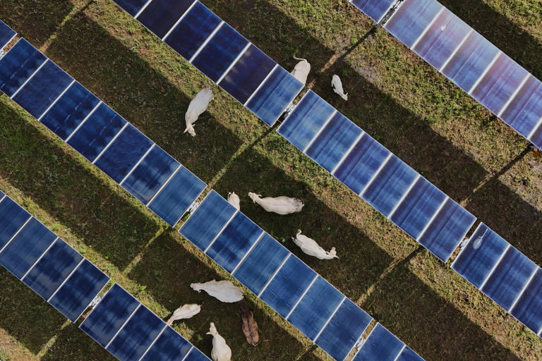 Solar ranch aims to prove grazing cattle under the panels is a win-win