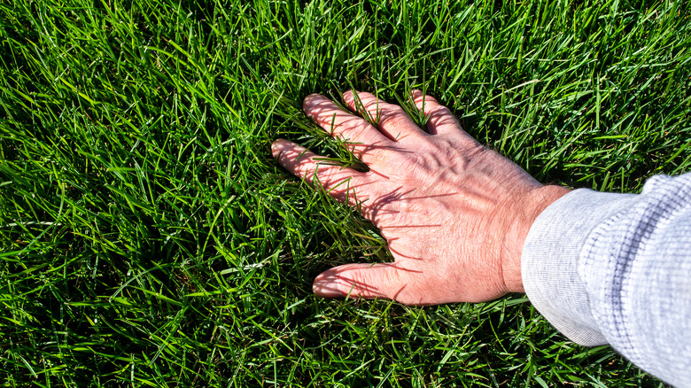 How to create the best lawn seed and fertilizer schedule for a healthy yard