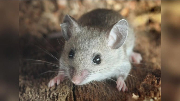 Hantavirus headlines raise questions in San Diego. Here’s what you ...