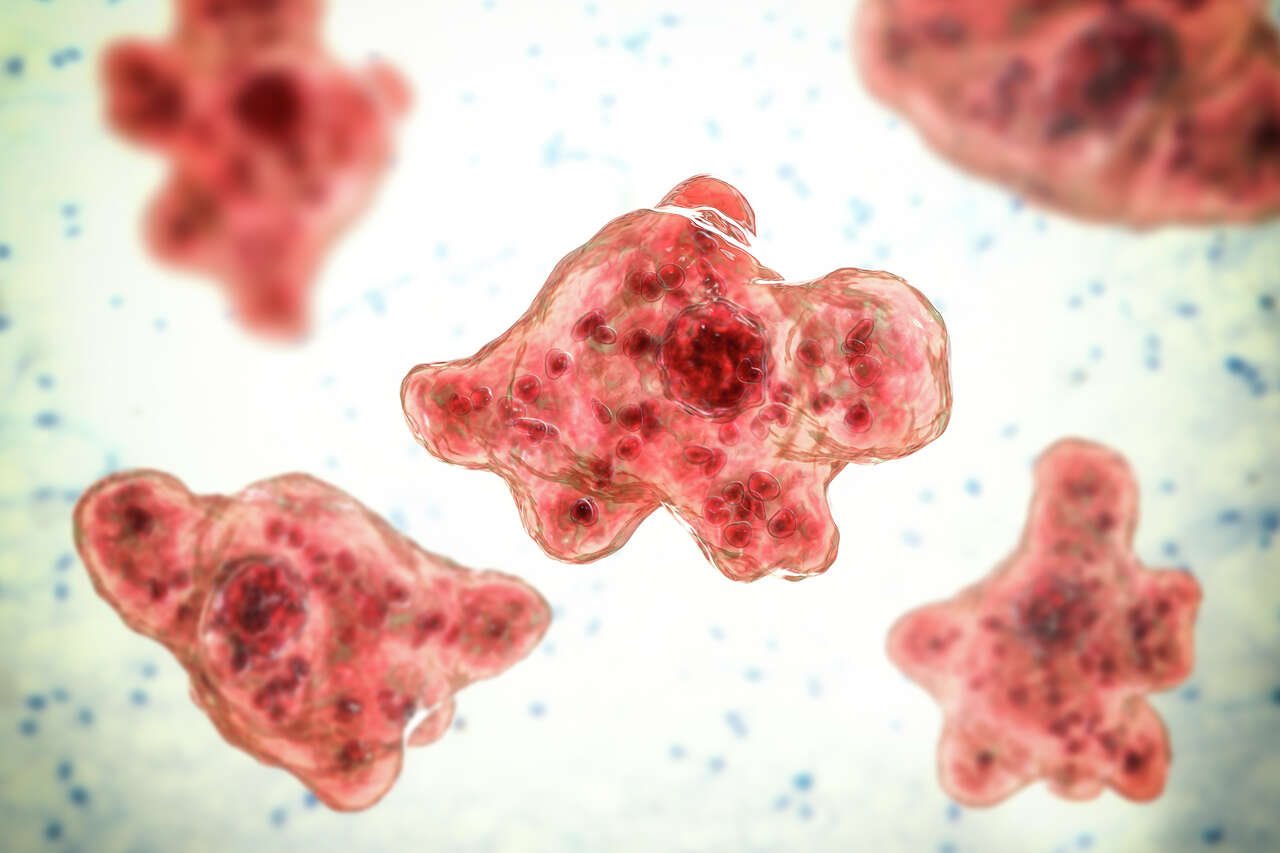 Brain-eating amoeba detected in western national park waters