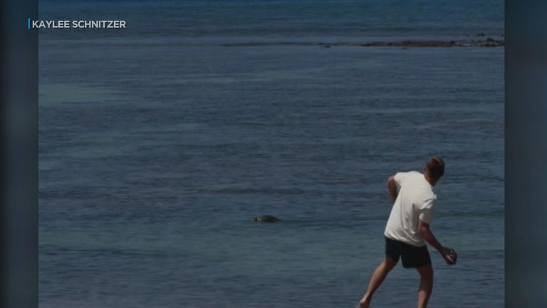 Visitor accused of hurling rock at Hawaiian monk seal appears in court