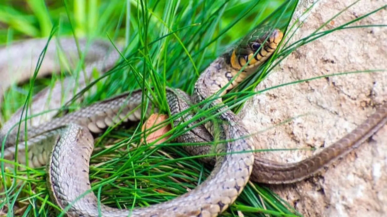 What attracts snakes to your home and garden