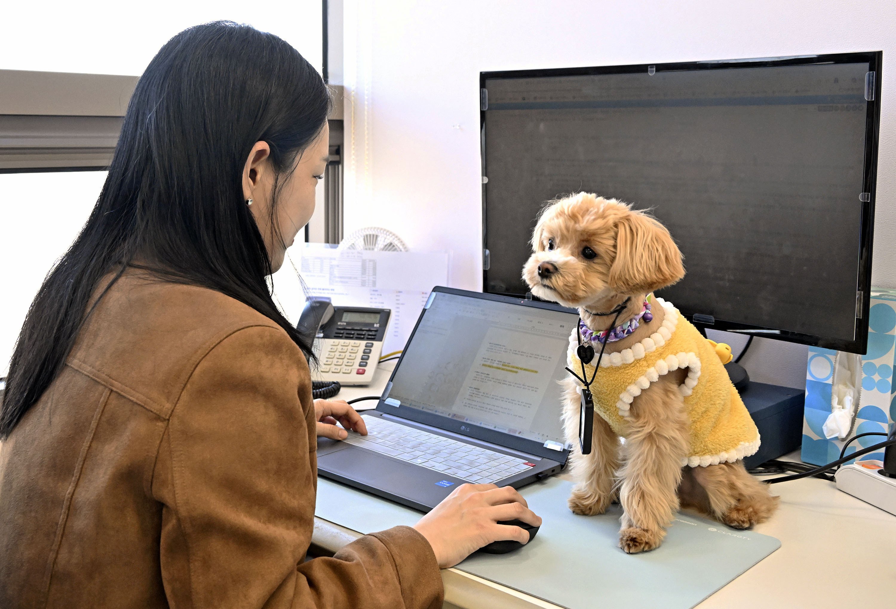 Feature: From puppies to lizards, S Korean workplaces go pet-friendly