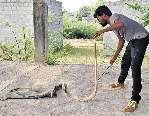 Urban growth drives rise in venomous snake rescues in Hyderabad