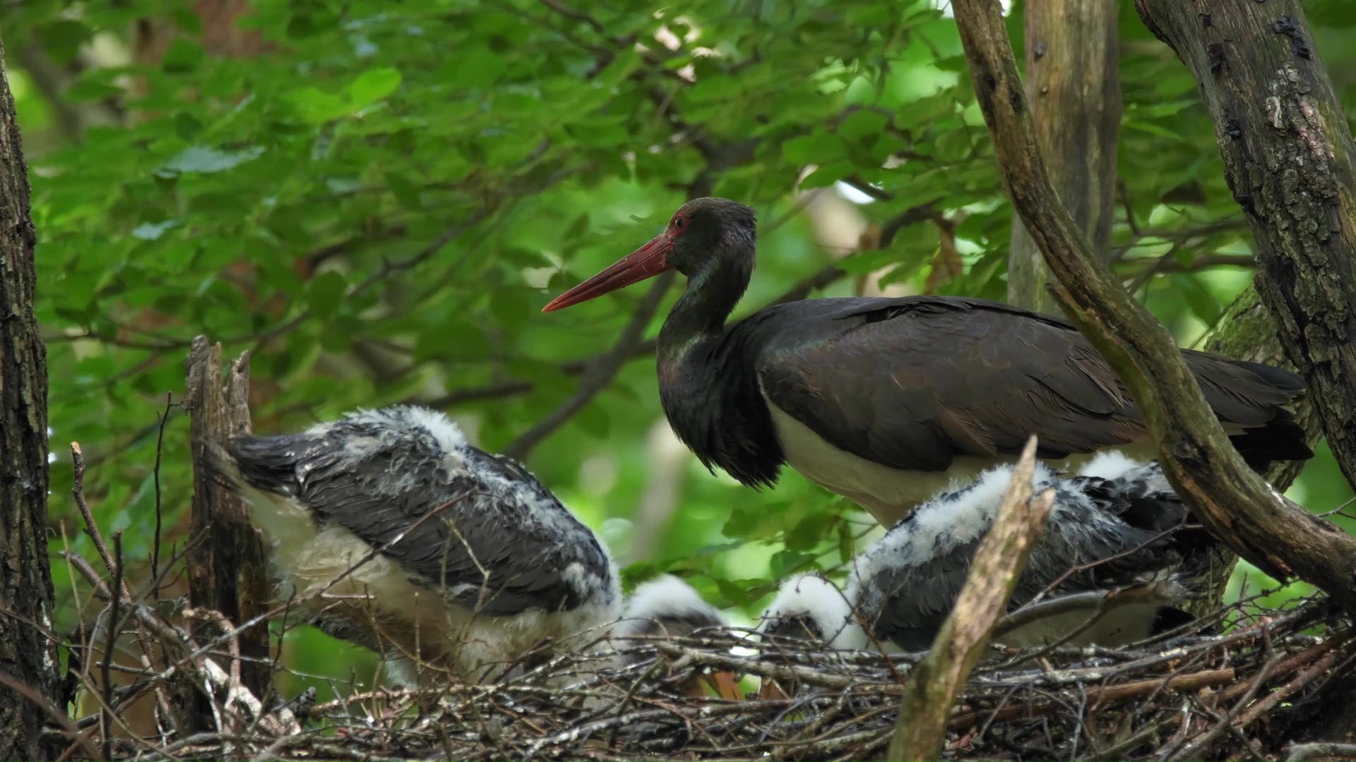 Cigüeña negra vigilando a sus jóvenes en el bosque