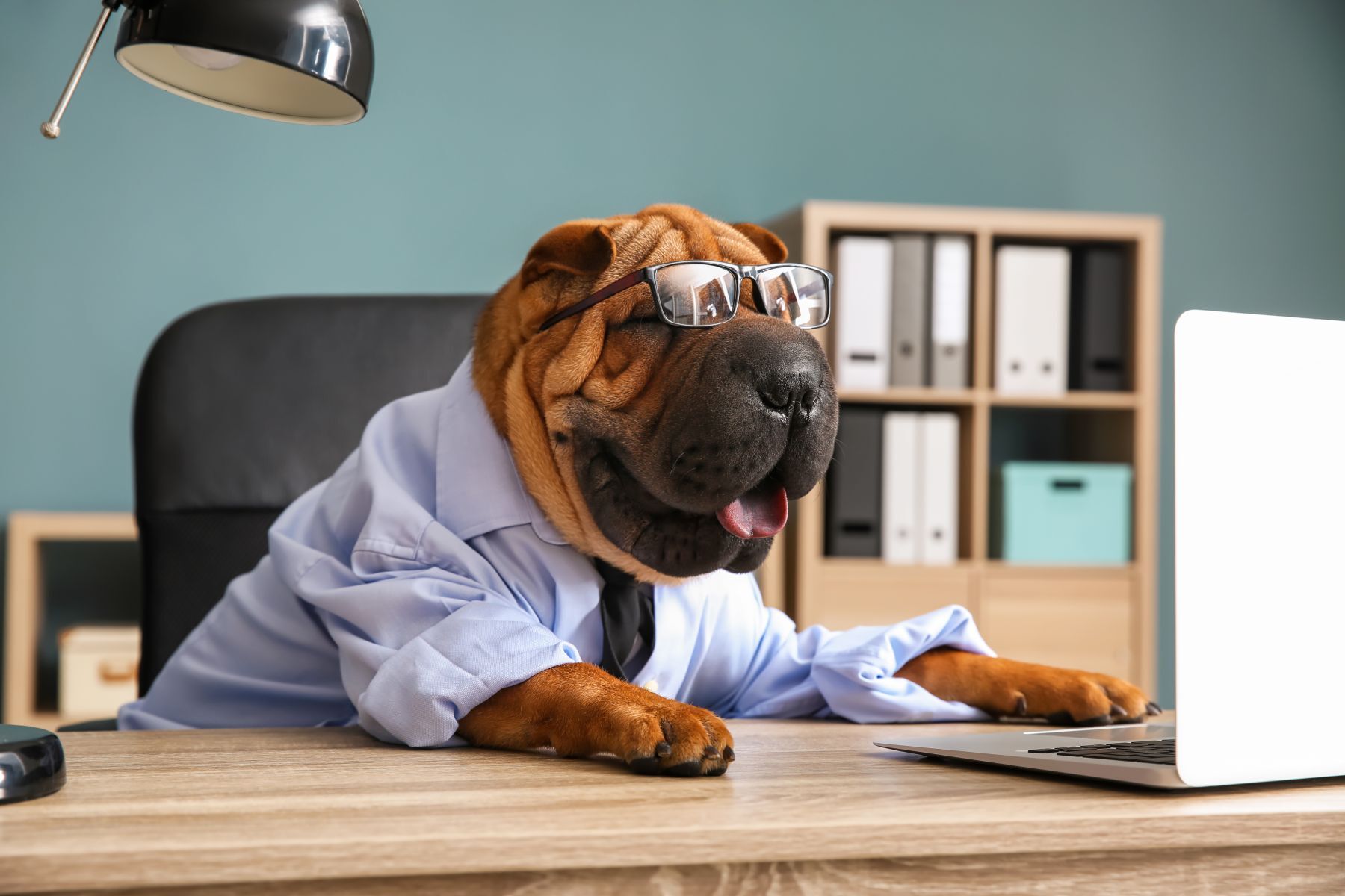 20 adorable office dog photos to scroll through during your coffee break