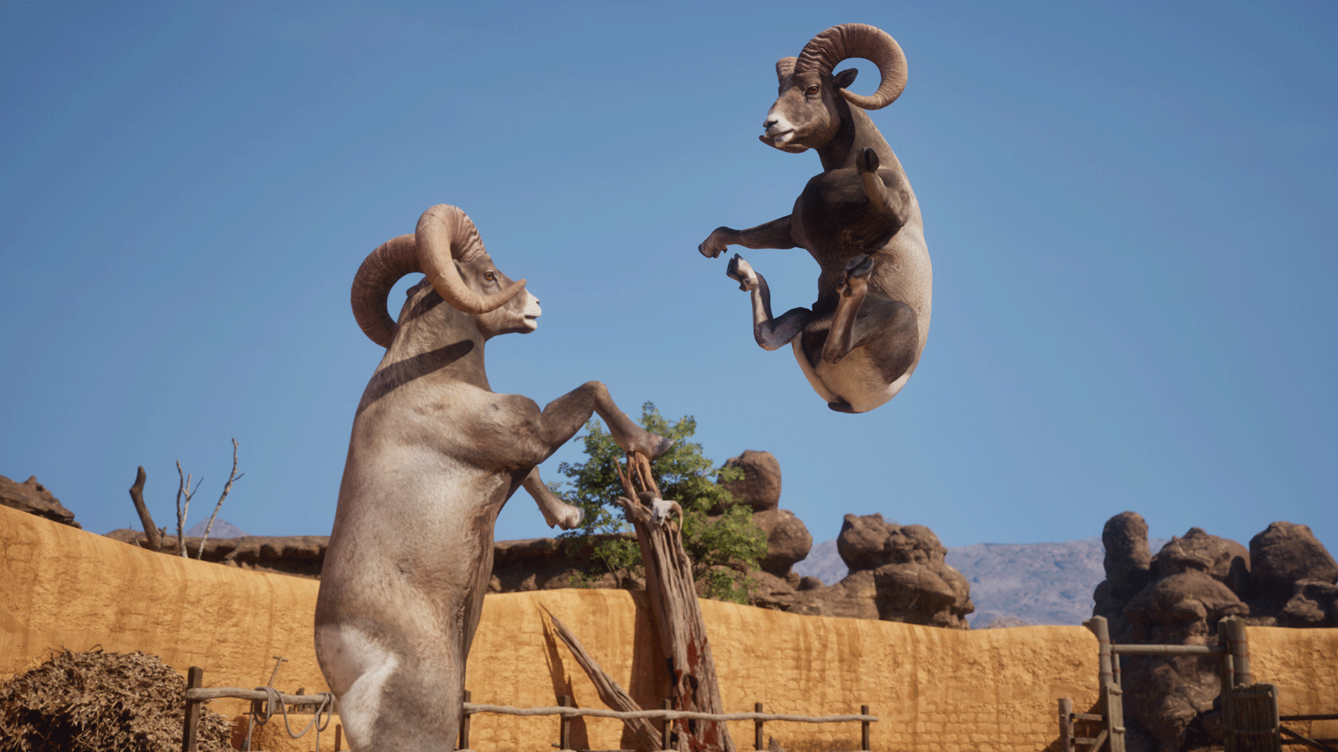 Ram fights - official trailer