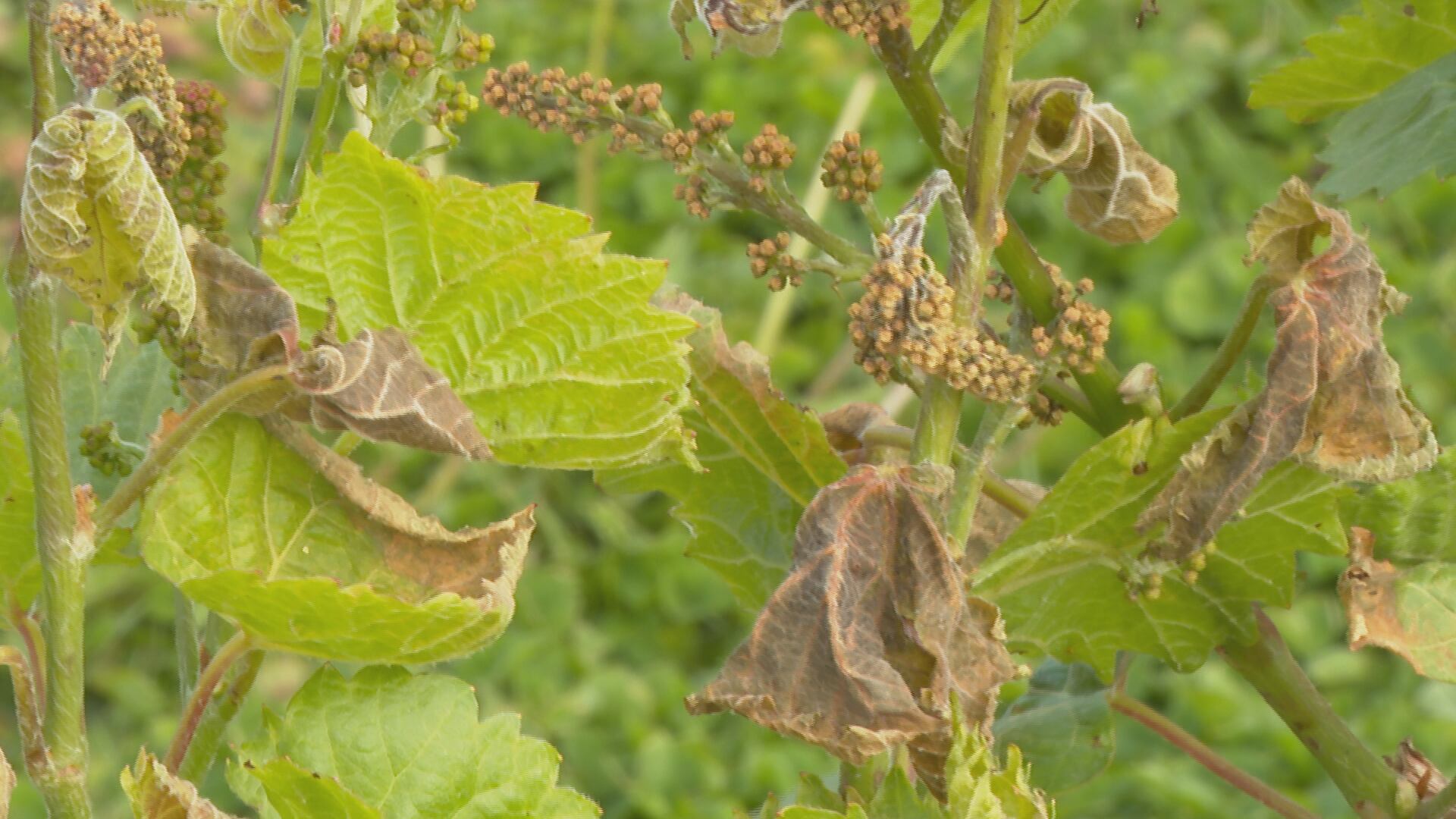 Omaha-area vineyard loses more grapes than ever to frost
