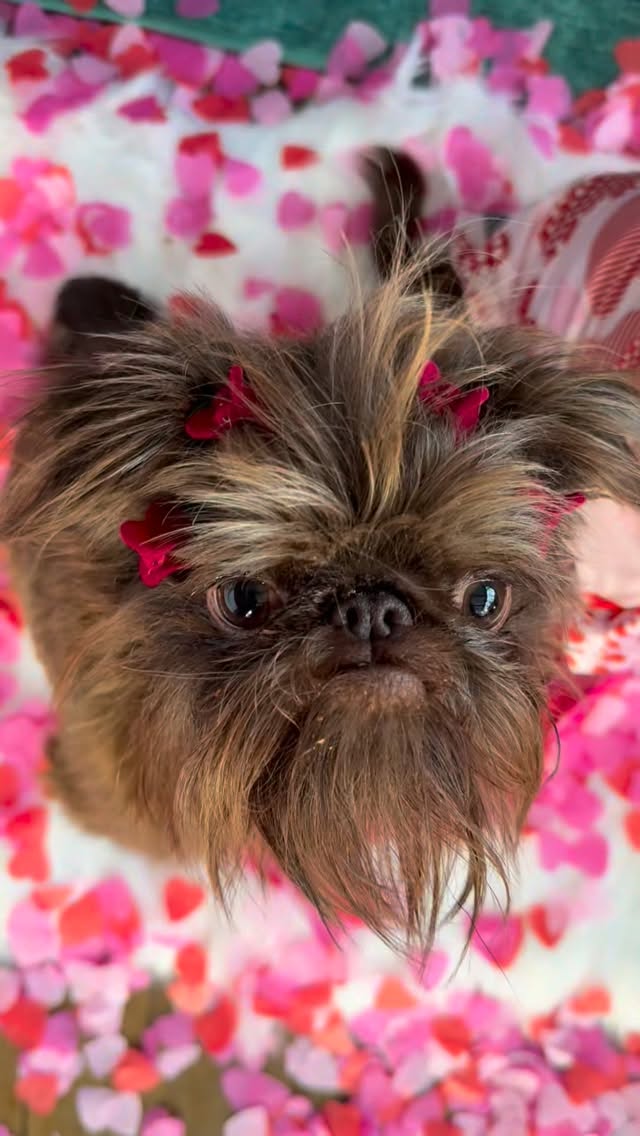 Funny Puppy Moments That Will Make You Smile Instantly