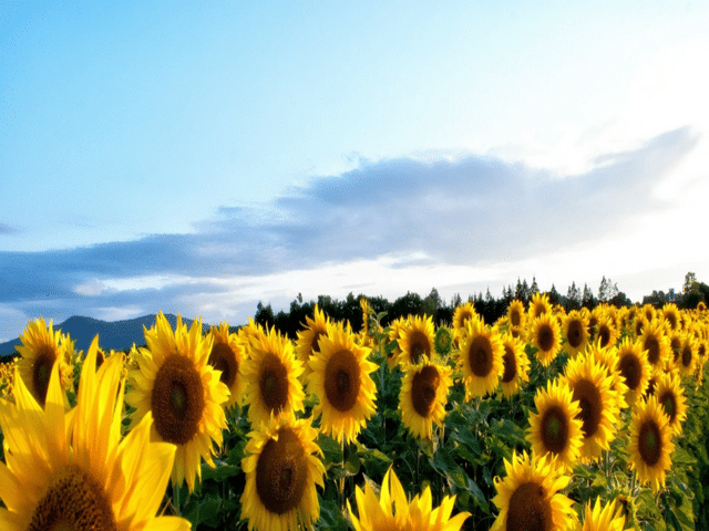 Sunflower seeds: Sunflower seeds are a boon for everything from the ...