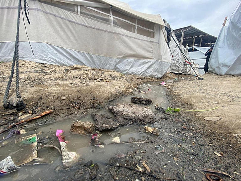 Nueva crisis sanitaria en Gaza: miles de roedores acosan a los ...