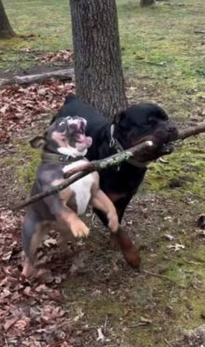 Heartwarming puppy moments: Rottweiler & Bulldog love