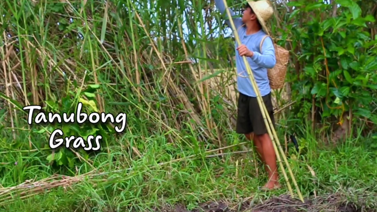 Harvesting vegetables and finding fresh river food