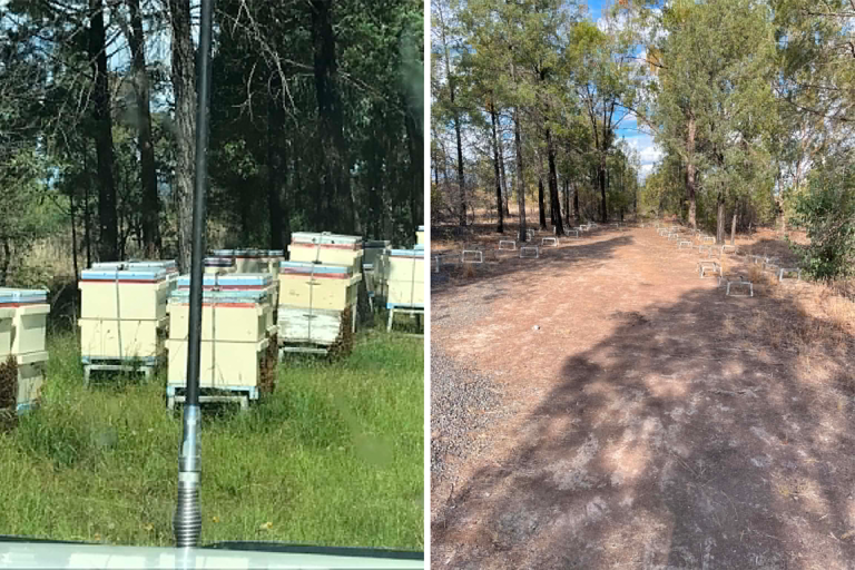 $150,000 bee heist on remote property devastates Aussie family ...