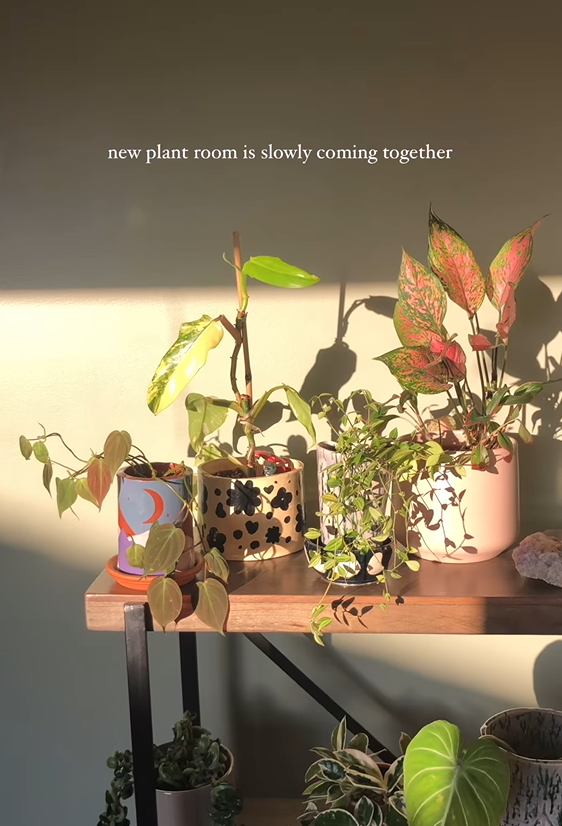 Plant move update and tips for safely relocating houseplants