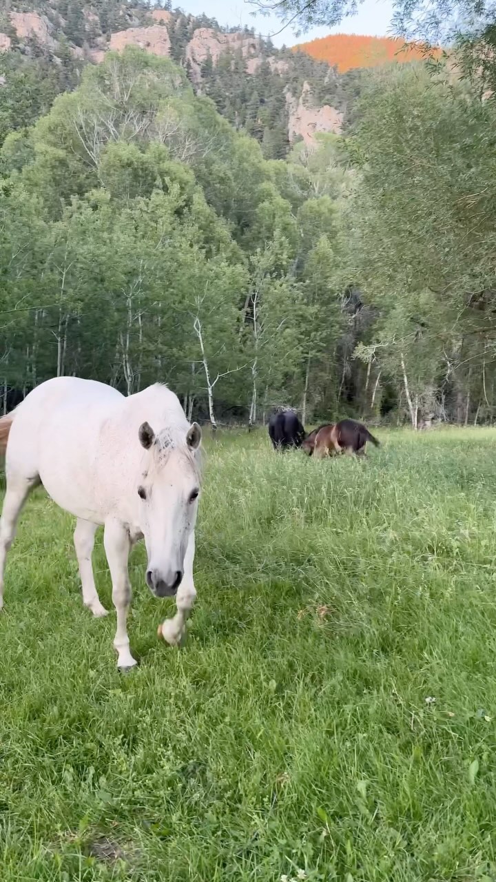 Horse whisperer moments near the Yellowstone River stay