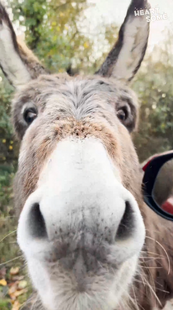Herd of donkeys stops to greet woman in car funny animal encounter