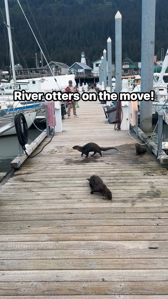 Unexpected river otter encounter caught on camera