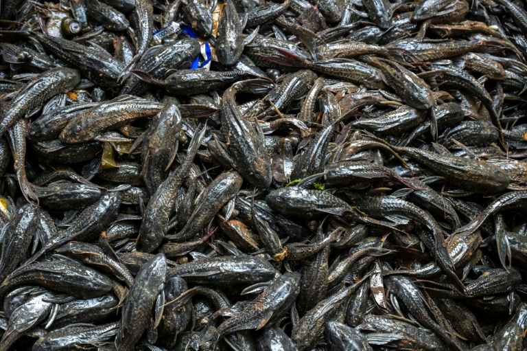 Indonésie : le sapu-sapu, un poisson invasif qui prospère malgré la ...