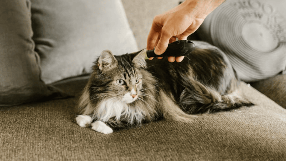Don't cringe your kitty: 8 absolute no-gos for your cat, according to ...