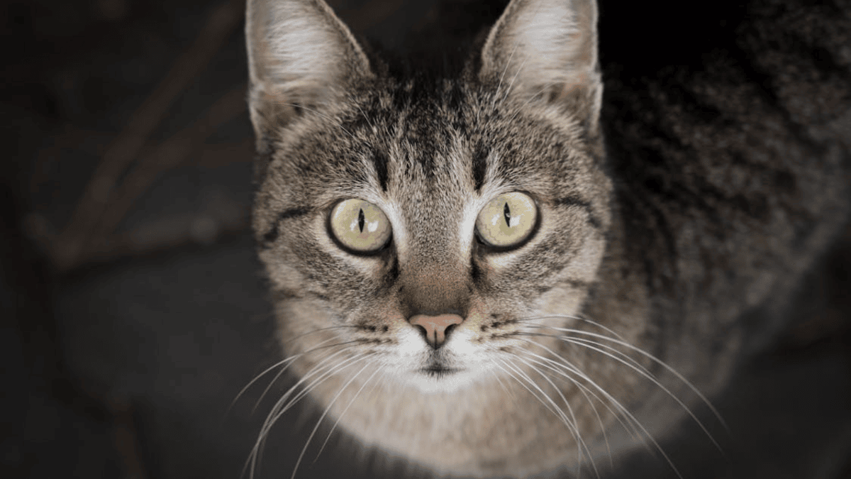 10 signs your cat is bored (and how to fix it)