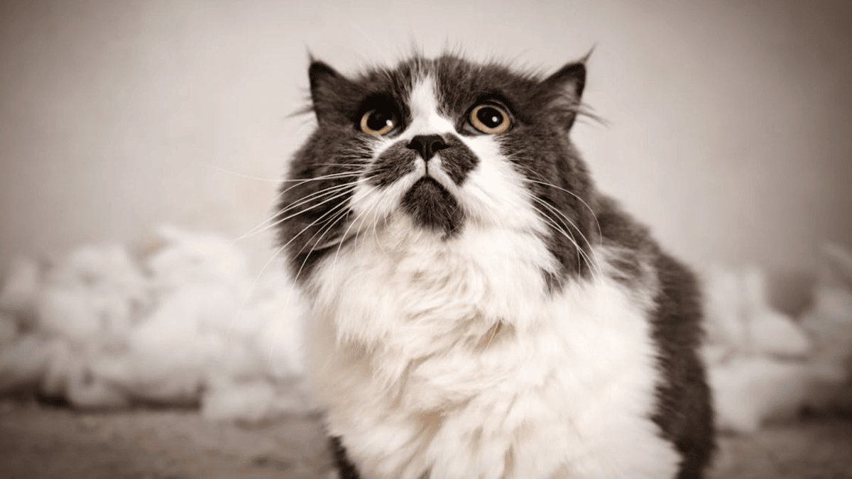 Don't cringe your kitty: 8 absolute no-gos for your cat, according to ...