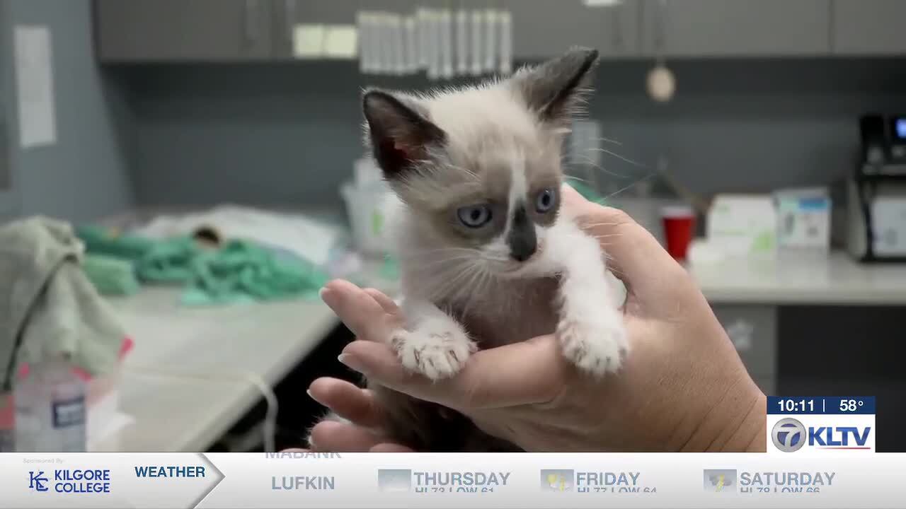 SPCA of East Texas urges spaying as kitten litters increase