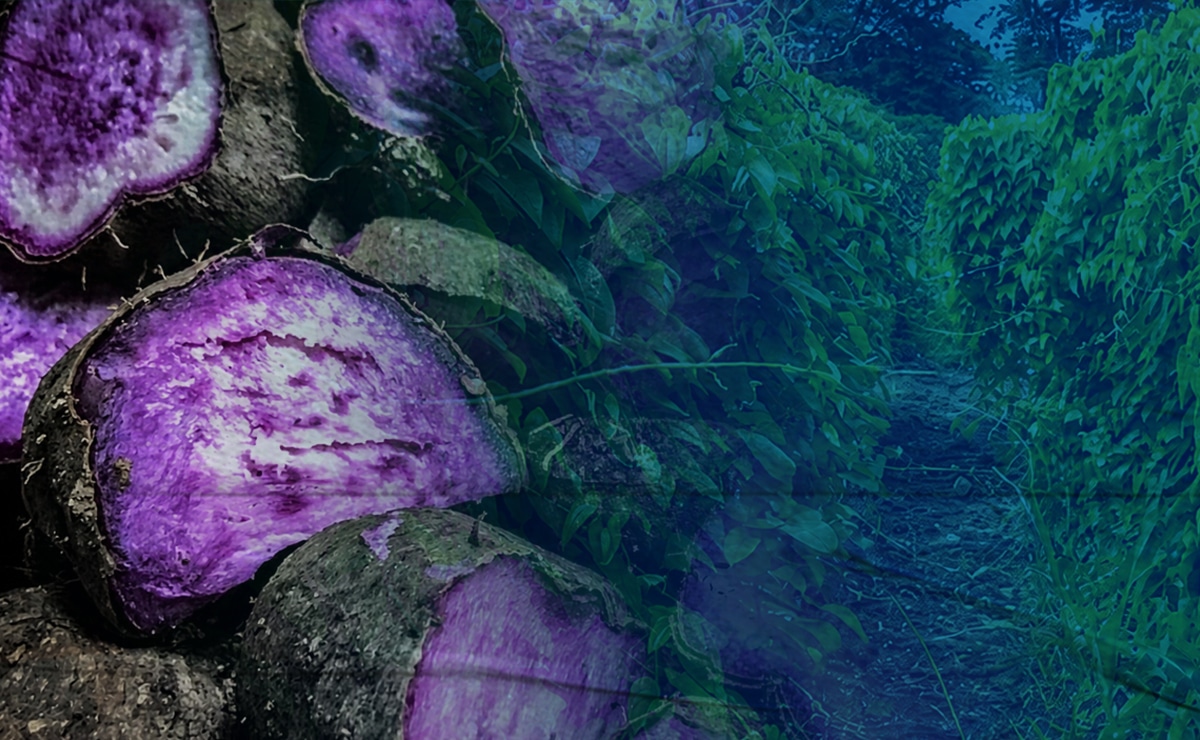 A violet revolution, but who profits from the ube market?