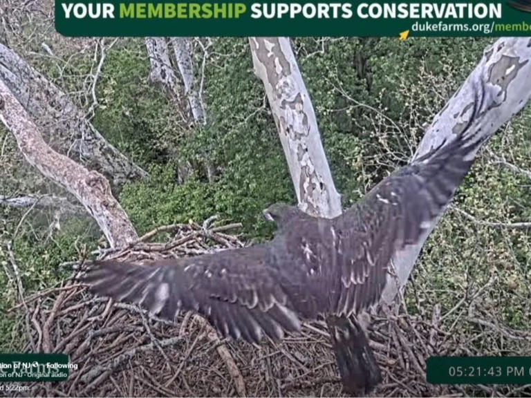 Lone surviving bald eaglet takes 1st flight at Duke Farms: Video