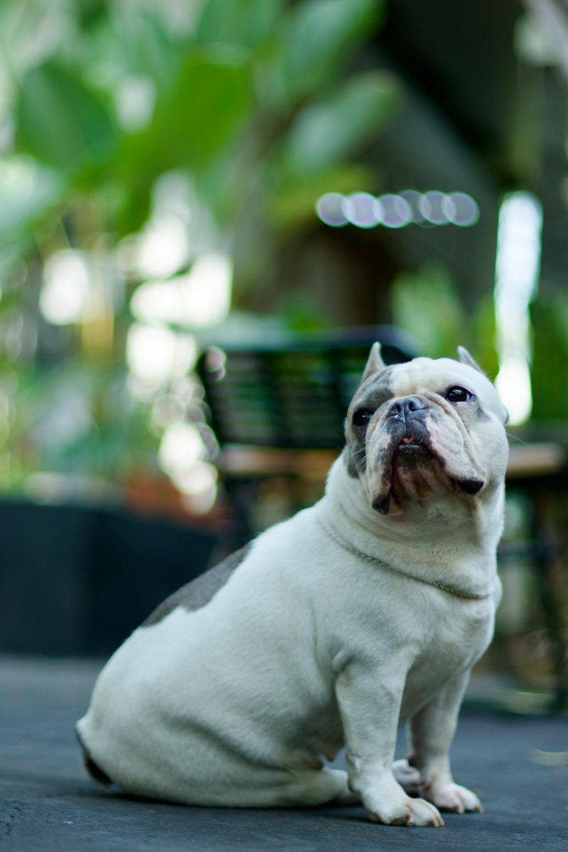 These 11 dog breeds are exploding in popularity – but vets are quietly ...