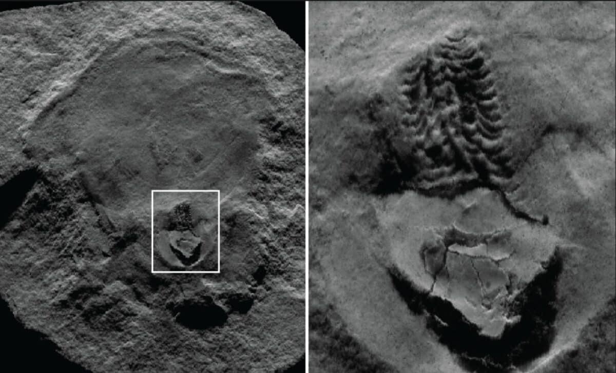 Scientists finally cracked the case of this mysterious 300-million-year ...