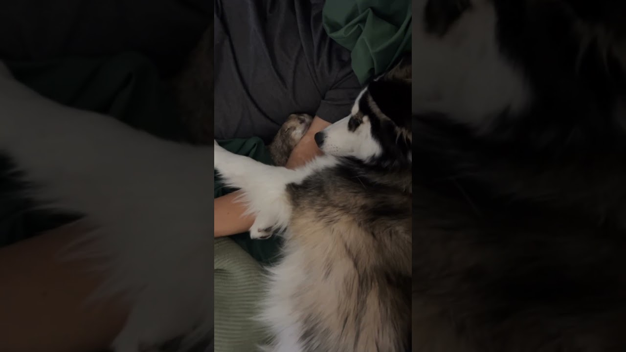 This prairie dog and pomsky share the most heartwarming snuggle