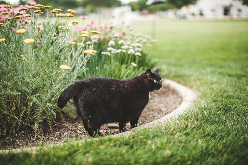 My kids can't play in the garden because of our neighbour's cats - it's ...