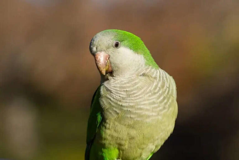 Must-know things before keeping a parrot as a pet at home
