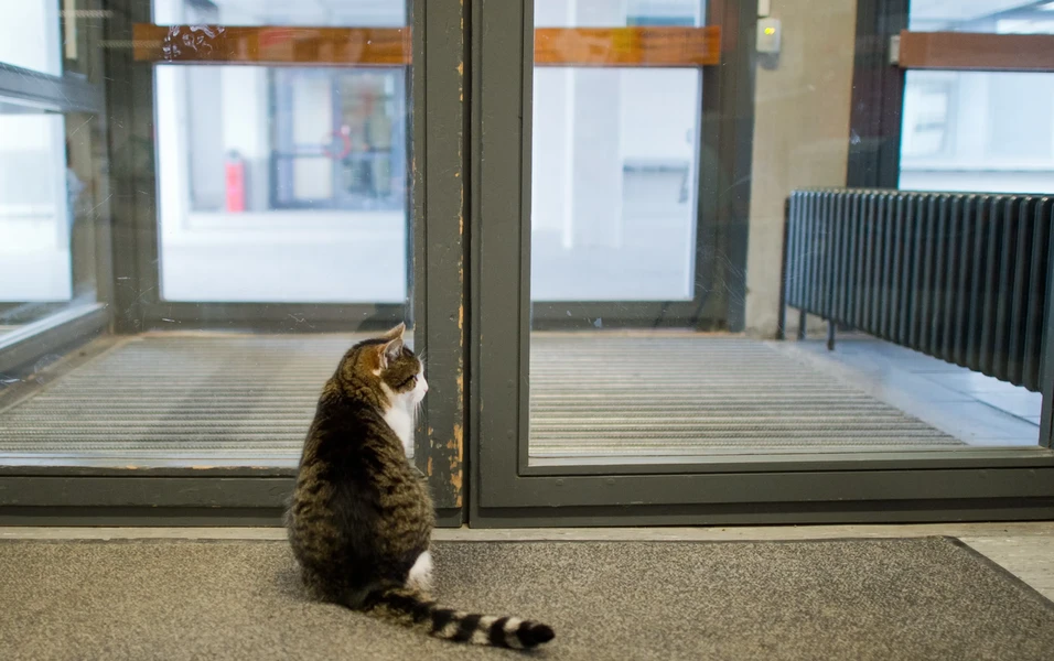 Study links high emotionality to preference for campus cat therapy
