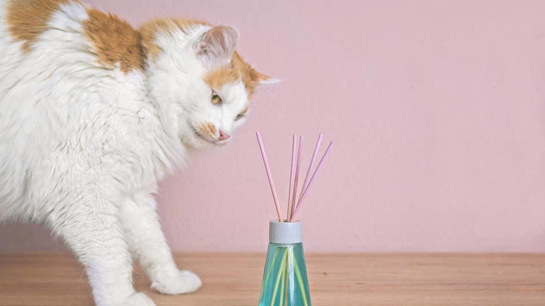 6 everyday scents that are secretly causing stress for your cat